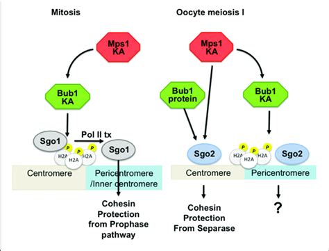 Involvement Of Bub1 And Mps1 Kinases In Sgo2 Localization In Mouse