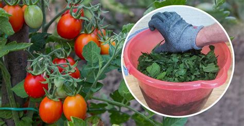 მოვამზადოთ ჭინჭრის სასუქი