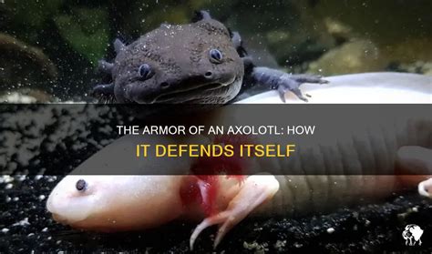 The Armor Of An Axolotl How It Defends Itself PetShun
