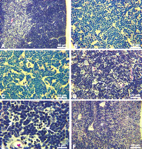 A Panoramic View Of A Normal Mouse Thymus Showing The Cortical Area