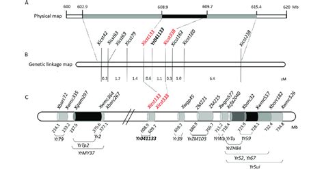 Maps Of Ssr Markers Linked To Yr041133 On Chromosome 7b A Physical