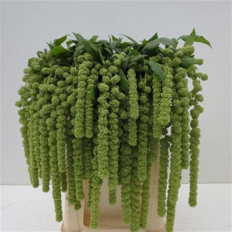 Amaranthus Caud Cycloop Florasystem Žilina