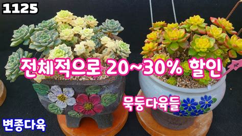 24년11월25일 변종다육 010 9267 6070 샤넬 실크베일 팅커벨금 매직쨈골드 루쯔 파피스로즈 홍매화 수아철화 백카시즈 레인드랍 마르세이유 블루엘프 펜덴스 아르제