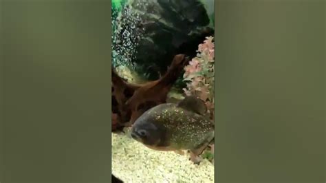 ΕΙΝΑΙ ΤΡΕΛΟΣ Ο ΕΛΛΗΝΑΣ ΠΟΥ ΓΕΜΙΣΕ ΤΟ ΣΠΙΤΙ ΤΟΥ ΜΕ ΕΝΥΔΡΕΙΑ ΚΑΙ ΨΑΡΙΑ ΤΕΡΑΤΑ 😱🐟 Youtube