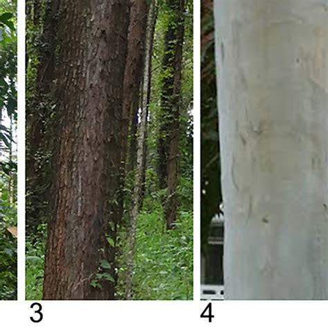 Leaf Shape A Linear B Narrow Lanceolate C Lanceolate D Download Scientific Diagram