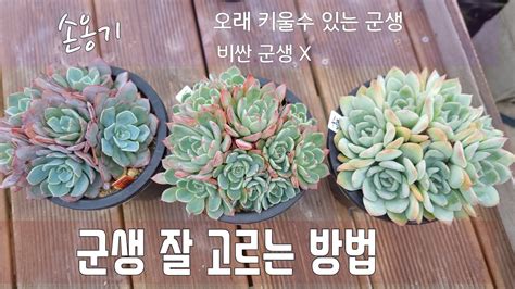 군생도 다 같은 군생은 아녀요오래 키울수 있는 군생 다육손옹기화분다육군생농장 Youtube
