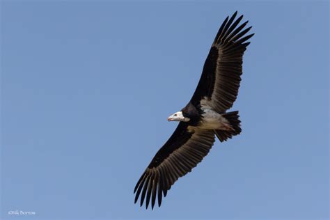 Action Plan To Save West African Vultures Targets Threat From Belief Based Use