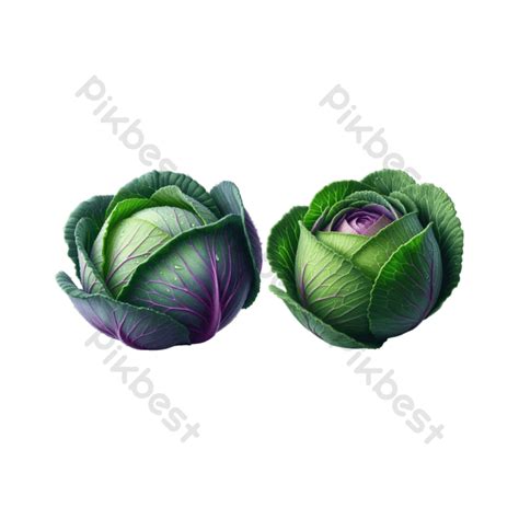 Two Cabbage Vector Png Images Eps Free Download Pikbest