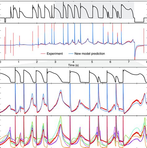 Validation Prediction The Current In Response To The Action Potential