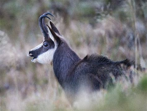 Le Chamois Fédération Des Chasseurs Du Doubs