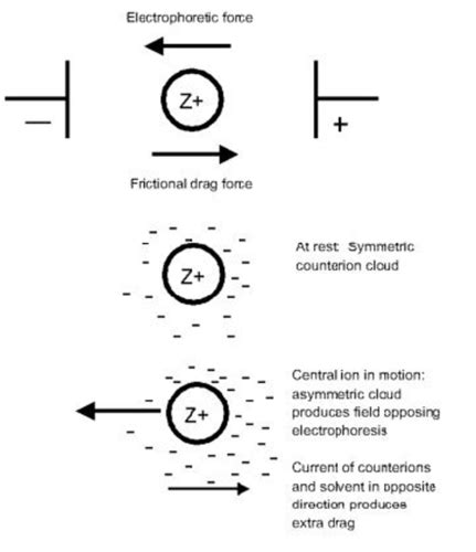 Enzyme And Protein Assays Flashcards Quizlet