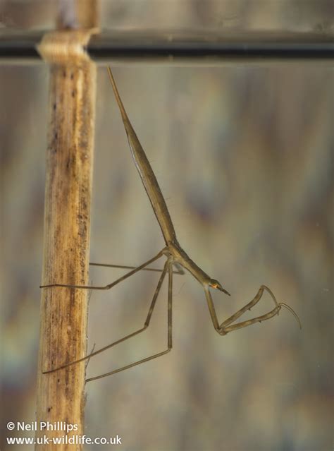Water Stick Insect Ranatra Linearis Uk Wildlife