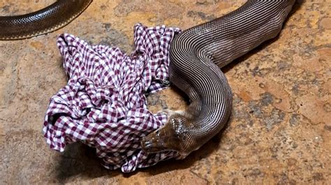 Cattle Producer Wakes To Find Olive Python Eating Her Bra And Shirt Abc News