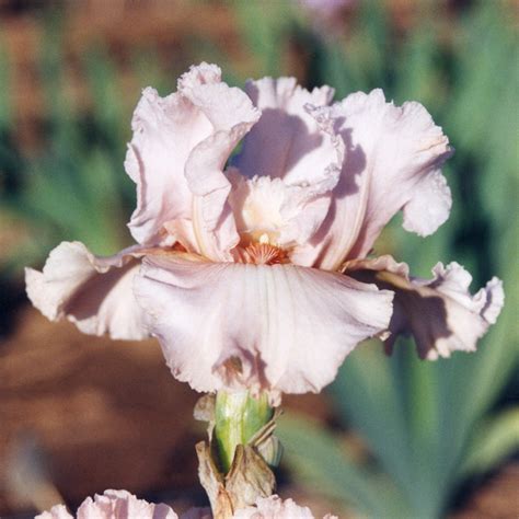 Affluence Iris Bertrand