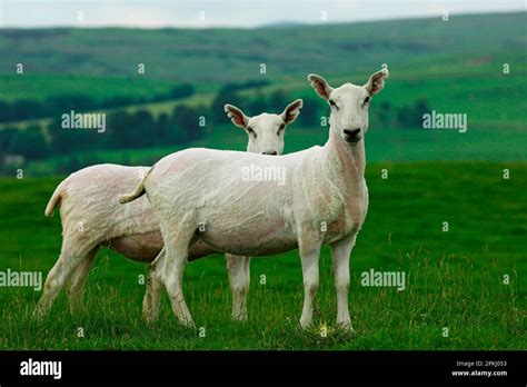 Domestic Sheep Crossbred Cheviot Mule Ewes Newly Clipped Hawick
