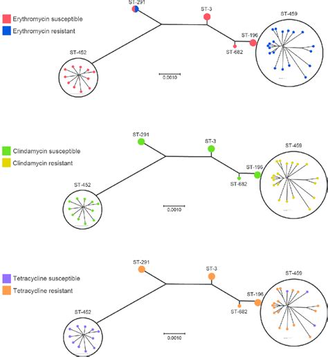 Susceptibility To Erythromycin Clindamycin And Tetracycline Among Download Scientific Diagram