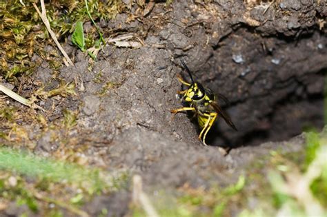 Yellow Jacket Wasp Underground Nest At Donna Mang Blog