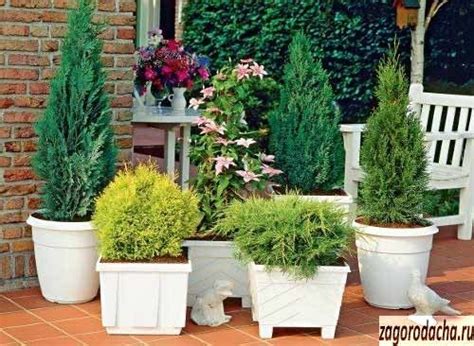 xvojnye v gorshkax | Front yard, Garden, Plants