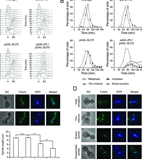 Cell Cycle Progression After Ipl1 And Sli15 Overexpression Wild Type