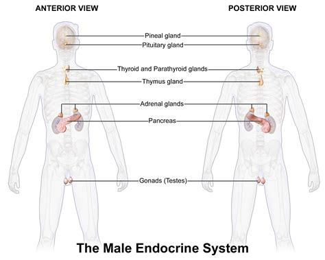 Blausen 0346 Endocrine System In The Male English Labels Anatomytool