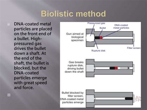 Presentation On Genetic Modification Pptx