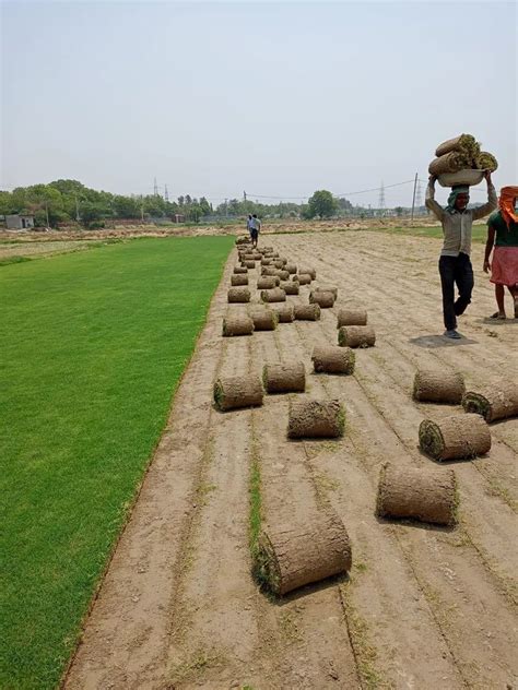 Green Natural Tiff 419 Grass For Outdoor 3 Feet At Rs 6sq Ft In
