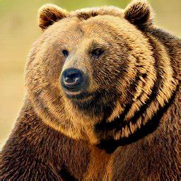 Bears Opject Detection Dataset And Pre Trained Model By Tel Hai College