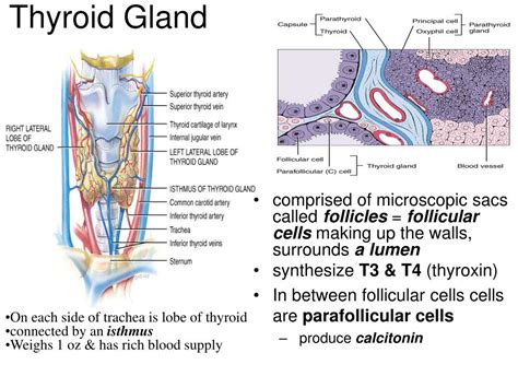 Ppt Glandular Tissue Powerpoint Presentation Free Download Id 314773