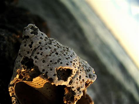 Shell By Musicartsex On Deviantart