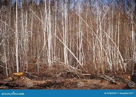 Deforestation Background Stock Image Image Of Environmental 63962307