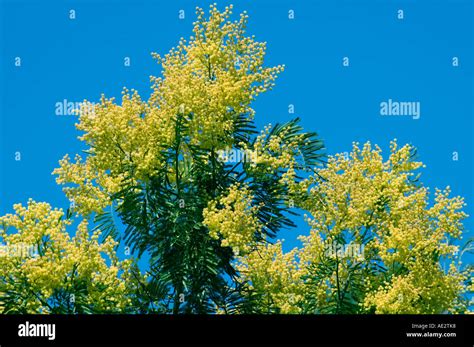 Yellow Flowering Tree Australia Hi Res Stock Photography And Images Alamy