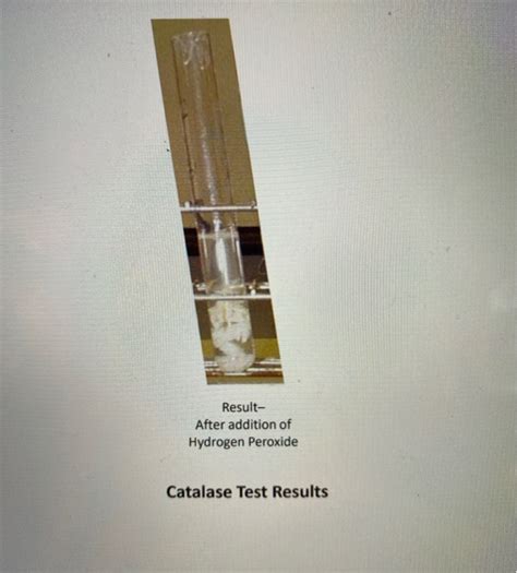 Solved Result After Addition Of Hydrogen Peroxide Catalase