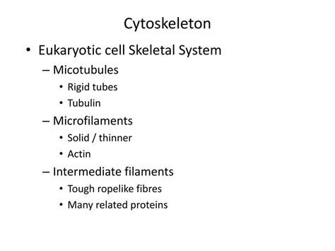 Ppt Neuronal Cytoskeleton Structure And Function Powerpoint Presentation Id5496987