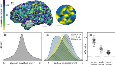 Gaussian Curvature And Cortical Thickness A Gaussian Curvature Is
