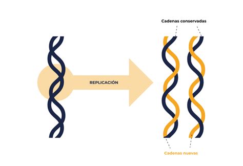 La Replicación Del Adn Biotech Spain