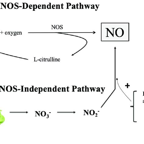 Nitric Oxide Synthase Dependent And Independent Pathways As