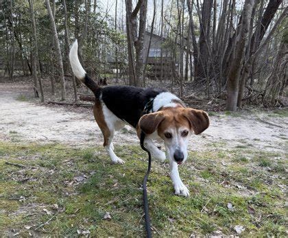 Dogs - Gloucester-Mathews Humane Society