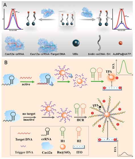 Crispr Based Biosensors For Medical Diagnosis Readout From Detector Dependence Detection Toward