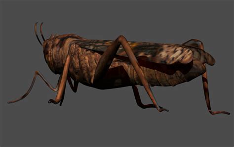 3d Locust Turbosquid 1683183