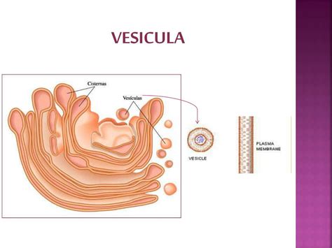 Función De La Vesícula