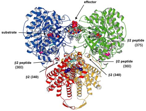 Ribonucleotide Reductases