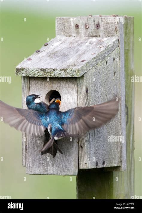 MALE TREE SWALLOW Stock Photo Alamy