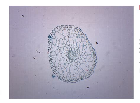 Elodea Stem Prepared Microscope Slide 75x25mm Klm Bio Scientific