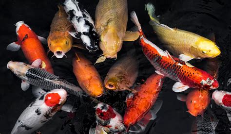 15 Jenis Ikan Air Tawar Dan Gambarnya Panduan Lengkap Untuk Pemula