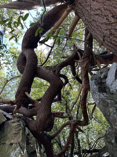 Pseudotsuga Menziesii Calflora