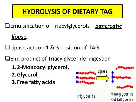 Digestion Absorption Of Lipids PPTX Digestive Disorders Diseases And Conditions