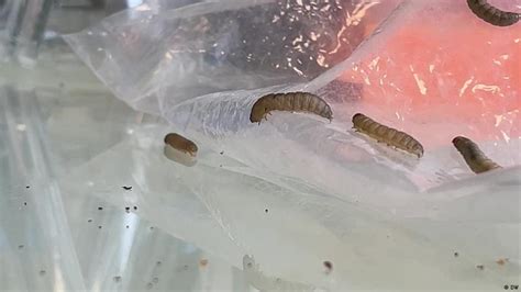 Worms To The Rescue Using Enzymes To Tackle Plastic Waste
