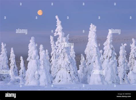 Winter Landscape With Snow Covered Norway Spruce Picea Abies Trees In