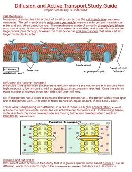 Diffusion Active Transport Study Guide Bio LE By Philip Sanfilippo