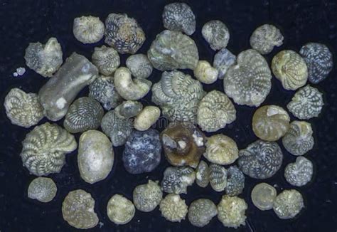 Foraminifera Microfauna Fossil Shell Collection Stock Image Image Of
